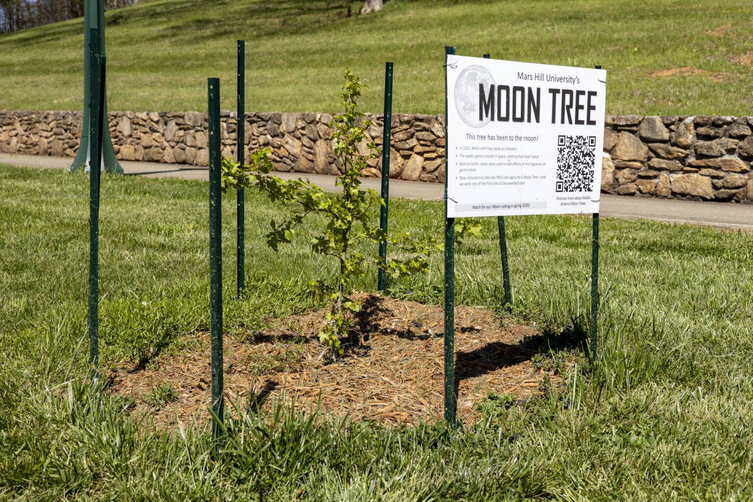 Mars Hill University to Host Dedication Ceremony for NASA "Moon Tree ...